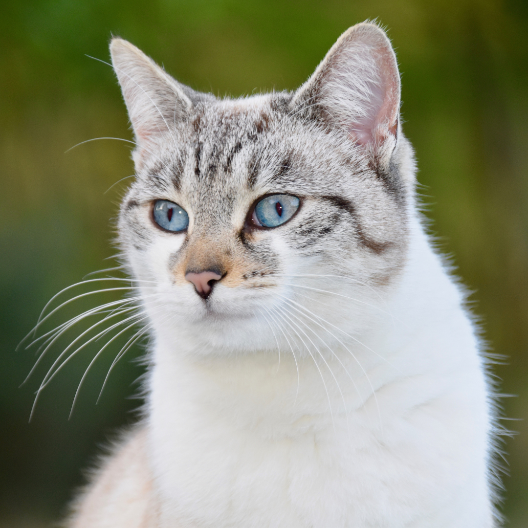 Cat – SharpsPigAndPet