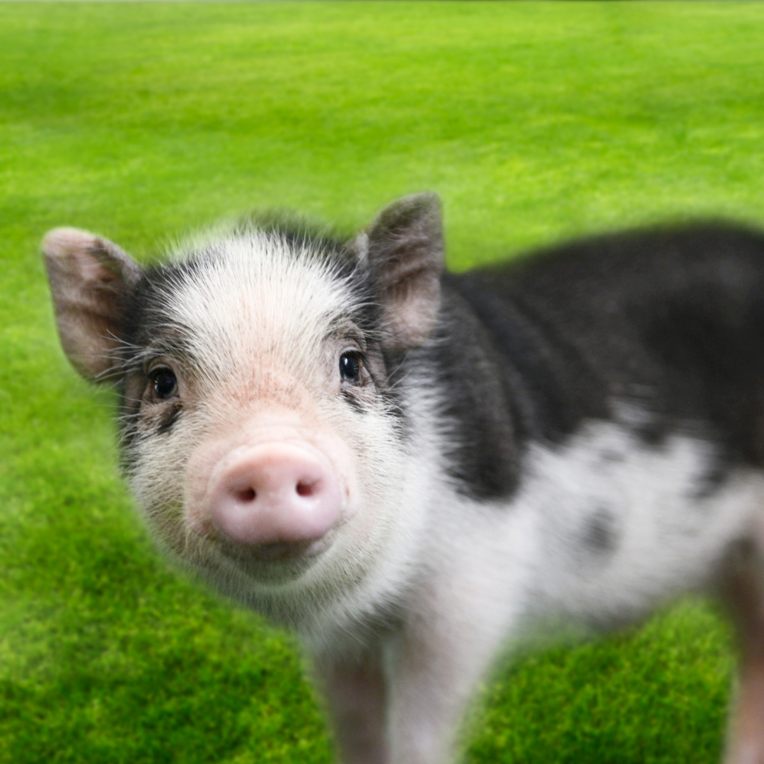 Mini Pig – SharpsPigAndPet