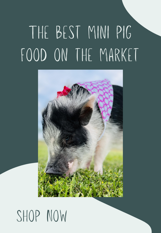 Sharp's Mini-Pig Food | Natural Mini-Pig Food, pet mini pigs, mini pig ...